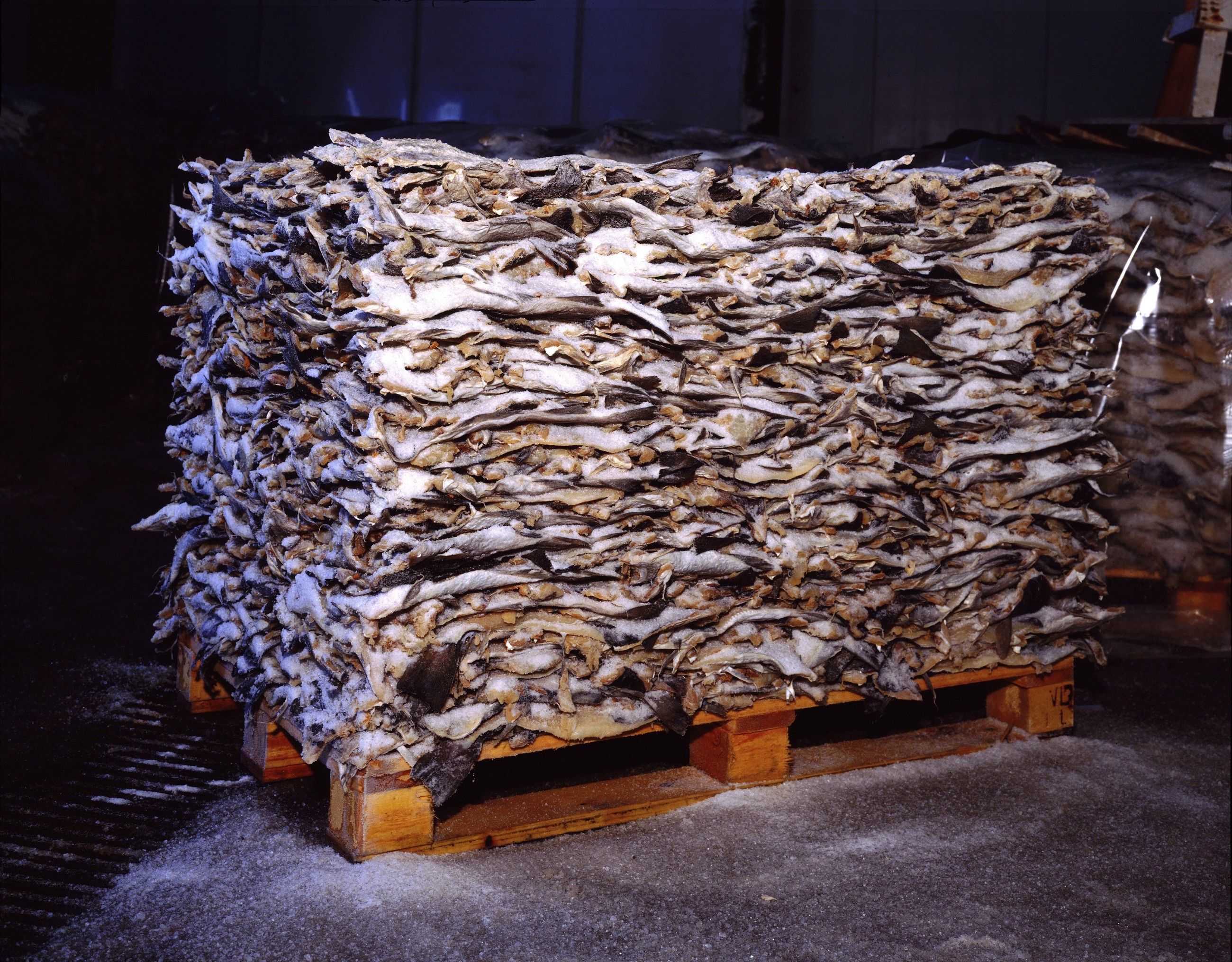 Sjomatnorge.no Slik lagrer du saltfisk - Sjomatnorge.no